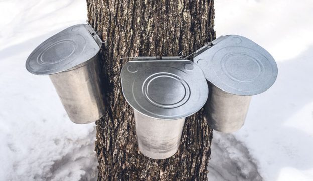 You Can Start Sugaring Your Own Maple Syrup - Hobby Farms