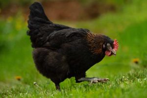 Honest Truth About Marans, 3 More Chicken Breeds (Pt. 3) - Hobby Farms