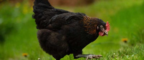 Honest Truth About Marans, 3 More Chicken Breeds (Pt. 3) - Hobby Farms