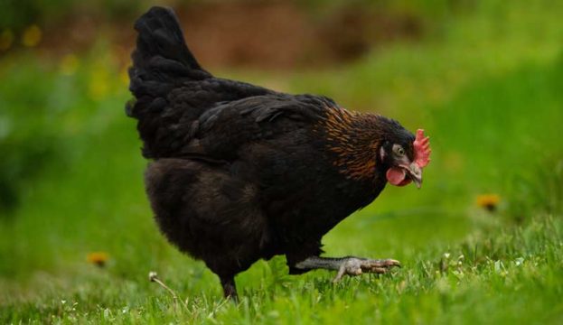 Honest Truth About Marans, 3 More Chicken Breeds (Pt. 3) - Hobby Farms