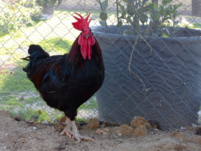 Meat Chicken Breeds: 10 Options for the Backyard - Hobby Farms