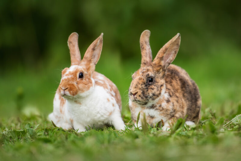 Mini Rex Rabbits: Breed Profile & Care Tips - Hobby Farms