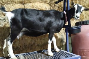 8 Miniature Goat Breeds for Small Farm Dairy - Hobby Farms