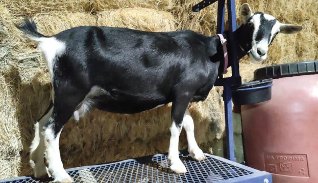 8 Miniature Goat Breeds for Small Farm Dairy - Hobby Farms