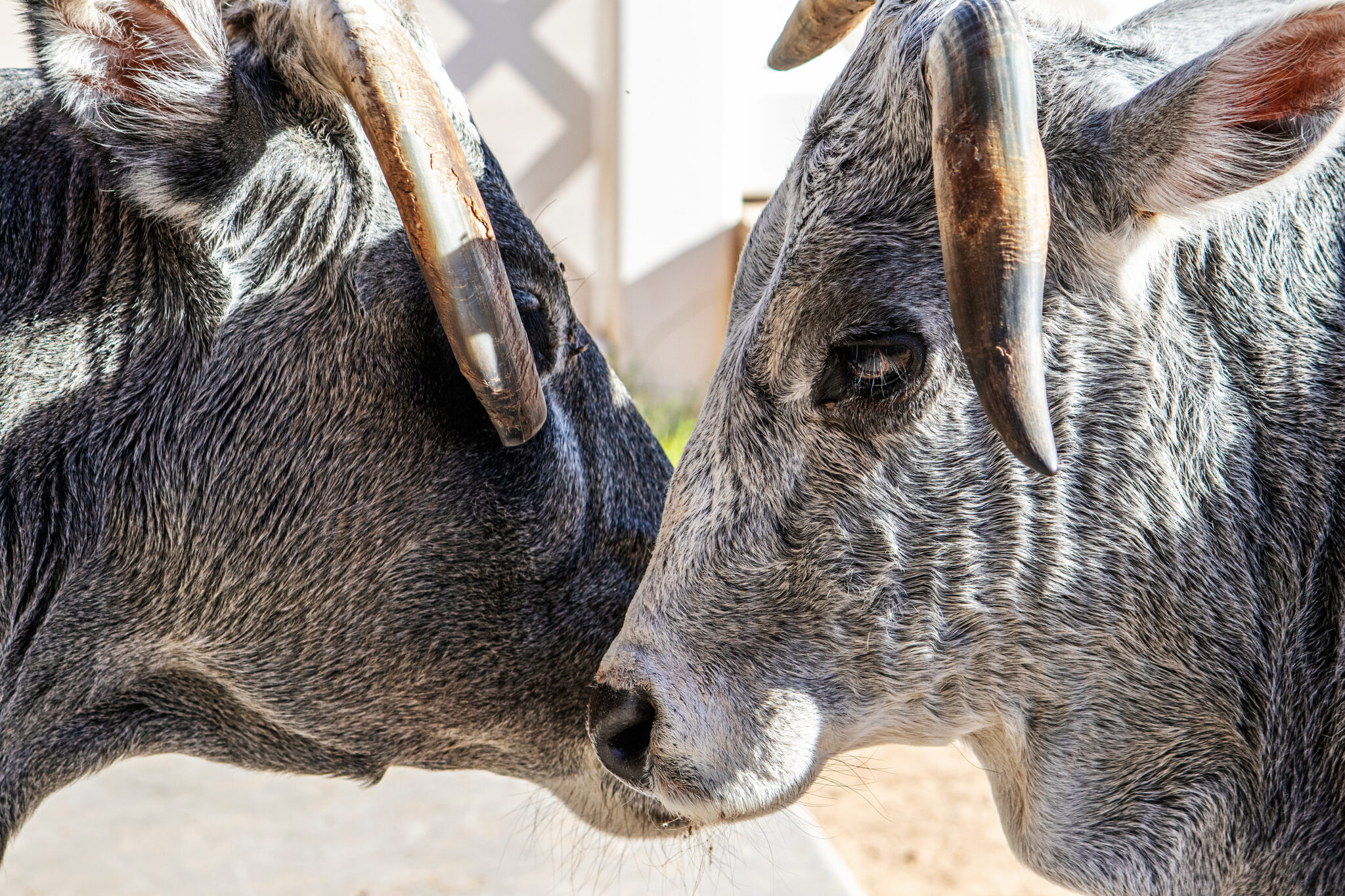 Miniature Cattle: 5 Breeds For Small Farms – Hobby Farms