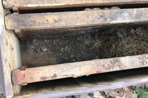 Protect Your Bees Against Common Predators - Hobby Farms