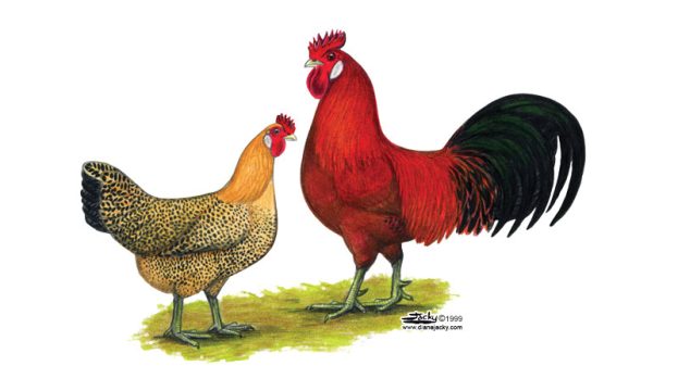 mystery chicken - Hobby Farms