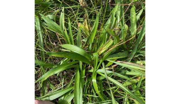 Pick Plantain To Help Maintain Your Health & Comfort - Hobby Farms