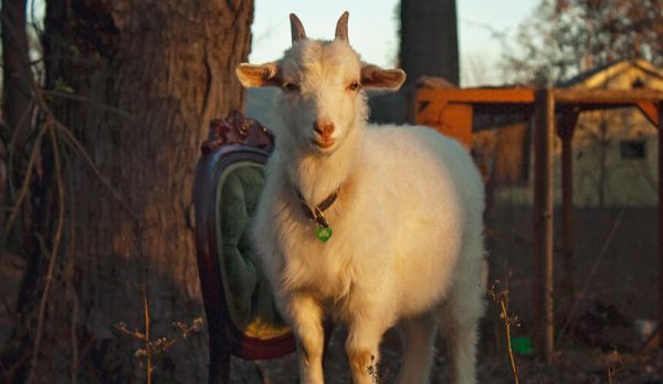All About Fiber Goats, From Breeds To Fiber Types - Hobby Farms