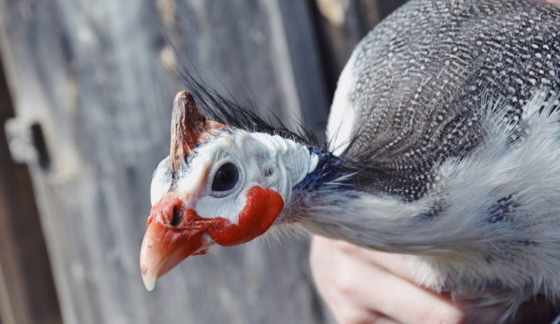 Guinea Fowl Are Entertaining & Hard-Working Birds - Hobby Farms