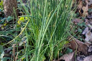 Forage Wild Garlic (Or Onion Grass) For Flavorful Goodness - Hobby Farms