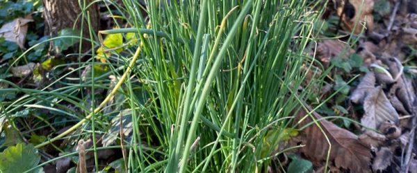 Forage Wild Garlic (Or Onion Grass) For Flavorful Goodness - Hobby Farms