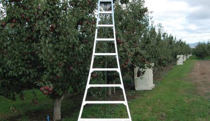 orchard-ladder - Hobby Farms