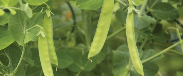 Vegetable Gardening: Quick Crops For Short-Season - Hobby Farms