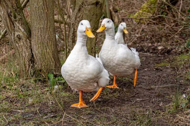 Pekin Duck: Breed Profile - Hobby Farms