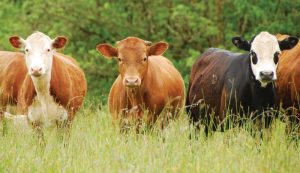 Start Raising Beef Cattle To Meet Your Meat Needs - Hobby Farms