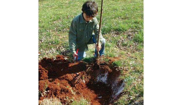 Tree Planting & Care (From "Apples of North America") - Hobby Farms