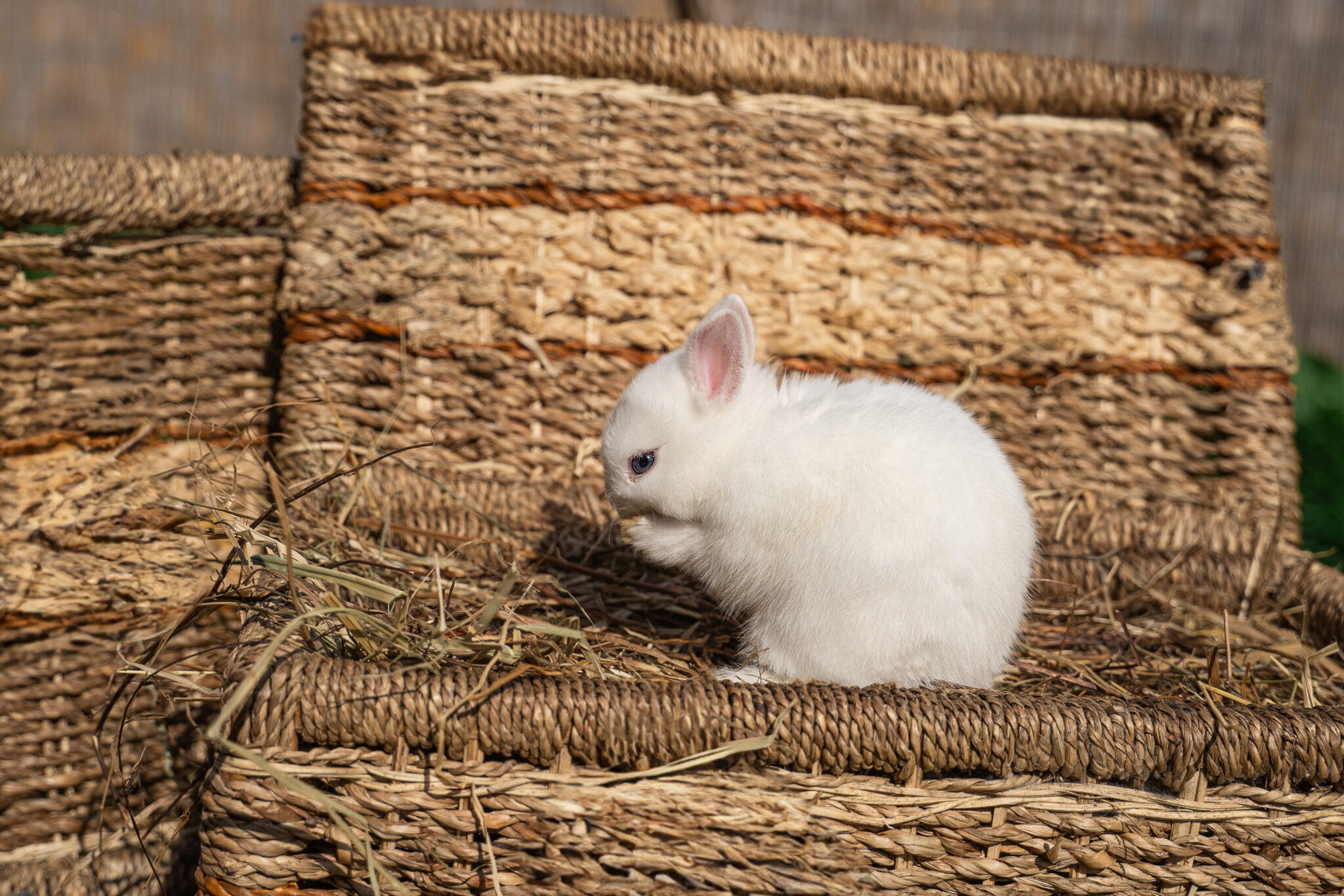 Polish Rabbit: Breed Profile - Hobby Farms