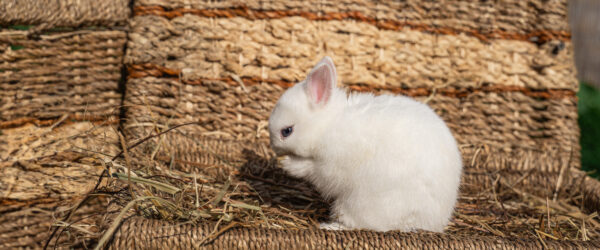Polish Rabbit: Breed Profile - Hobby Farms