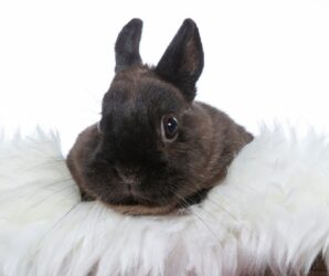 Polish rabbit - Hobby Farms