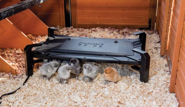 Warm Your Baby Chicks Without Using Heat Lamps - Hobby Farms