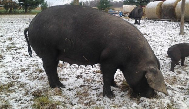 A Few Tips For Determining If Your Pig Is Pregnant - Hobby Farms