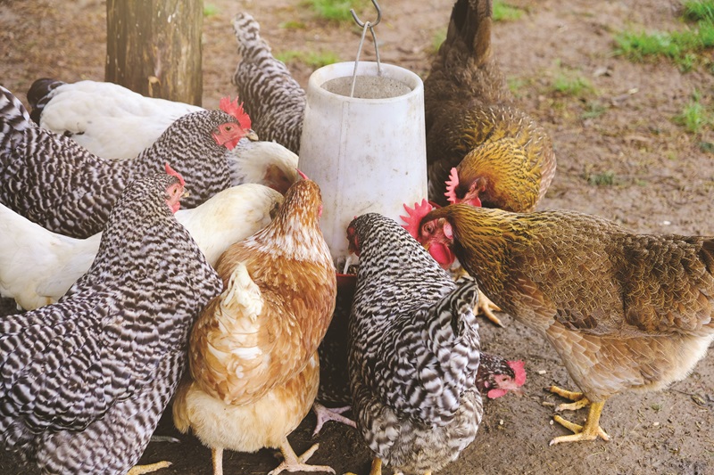 Probiotics for Chickens: Why They Are Important - Hobby Farms