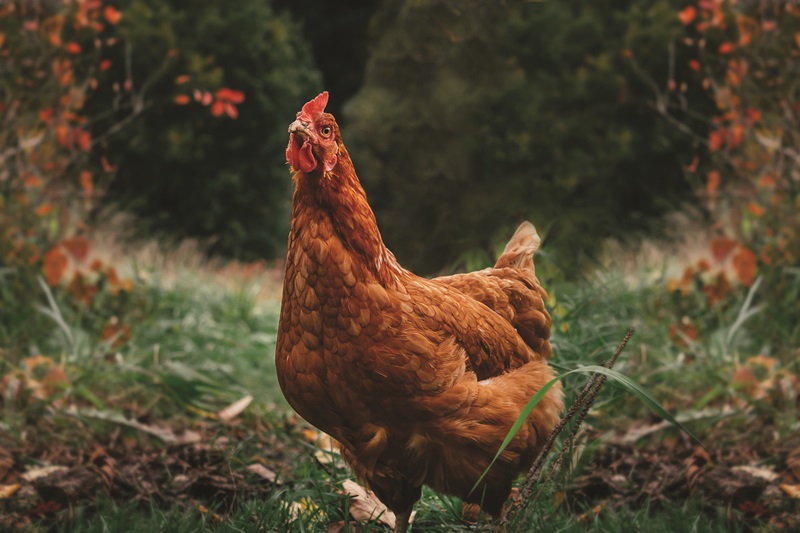 Probiotics for Chickens: Why They Are Important - Hobby Farms