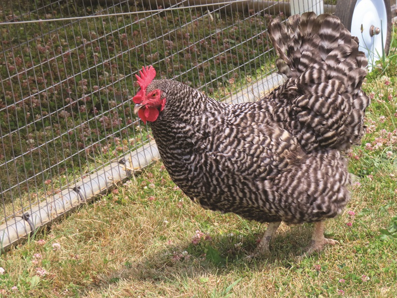 Probiotics for Chickens: Why They Are Important - Hobby Farms