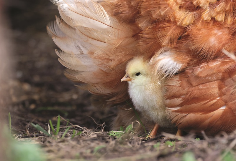 Probiotics for Chickens: Why They Are Important - Hobby Farms