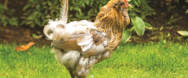 Probiotics for Chickens: Why They Are Important - Hobby Farms