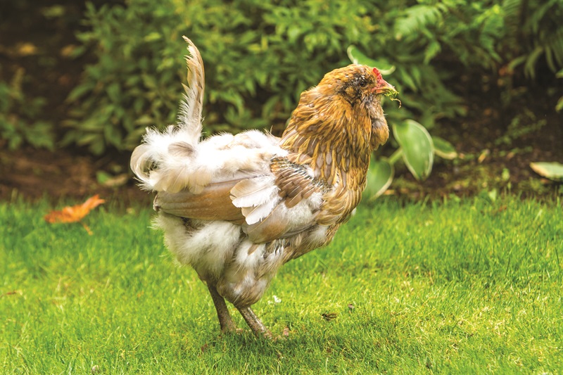 Probiotics for Chickens: Why They Are Important - Hobby Farms