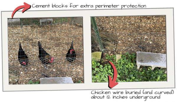 Ease Chicken Stress With These Hen-Calming Tips - Hobby Farms