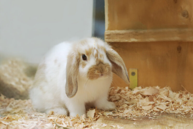 10 Best Rabbit Breeds for Beginners - Hobby Farms