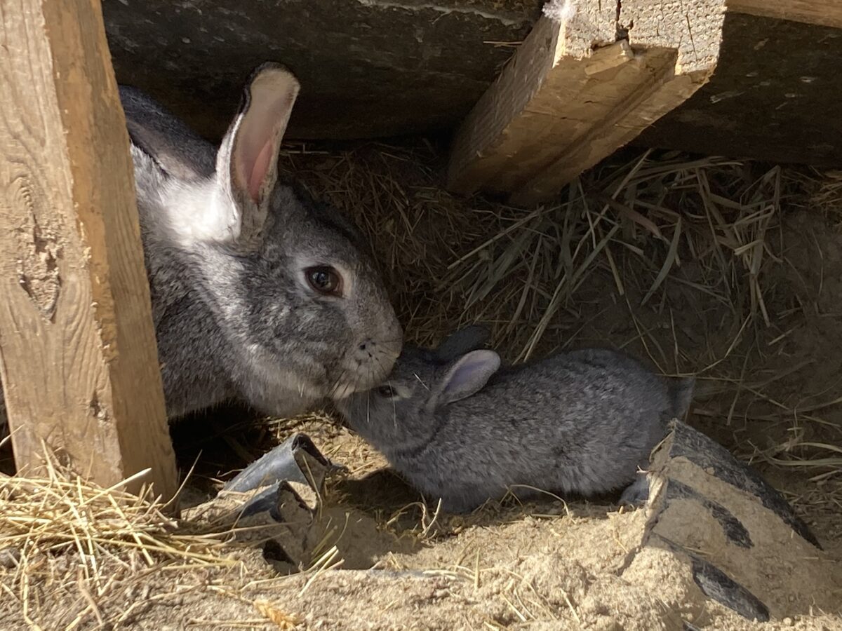 Raising Rabbits in a Colony: Pros & Cons - Hobby Farms