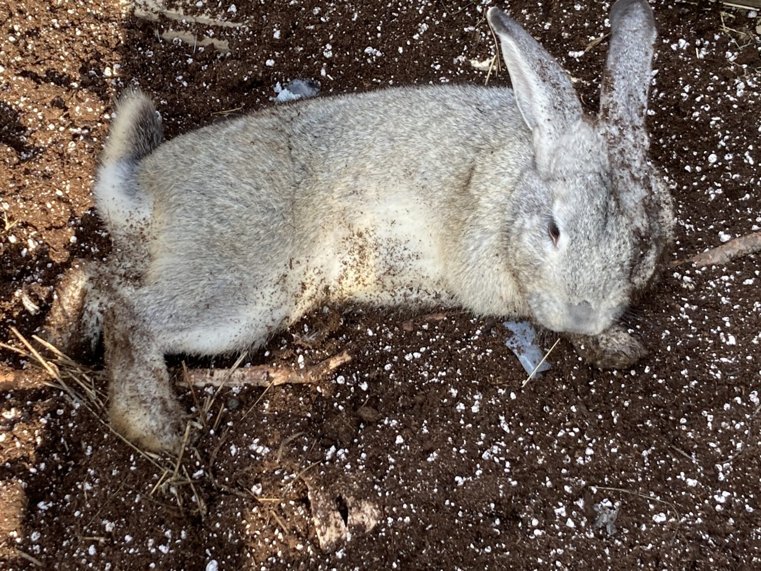 Raising Rabbits in a Colony: Pros & Cons - Hobby Farms