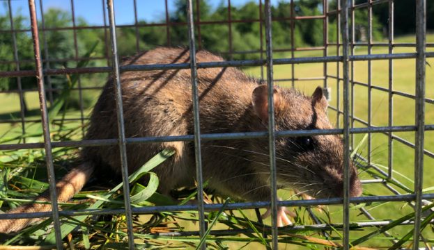 Five Suggestions To Bait Your Predator Traps - Hobby Farms