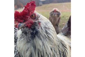 Chicken Chat Escaped Chickens Evade Threats Hobby Farms