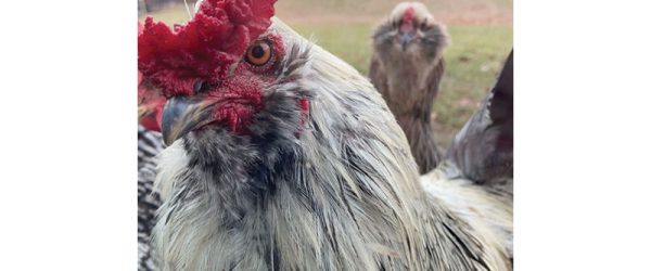 Chicken Chat: Escaped Chickens Evade Threats - Hobby Farms