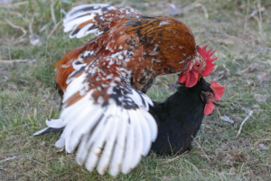 Rooster Spurs: How to Protect Hens from Damage - Hobby Farms