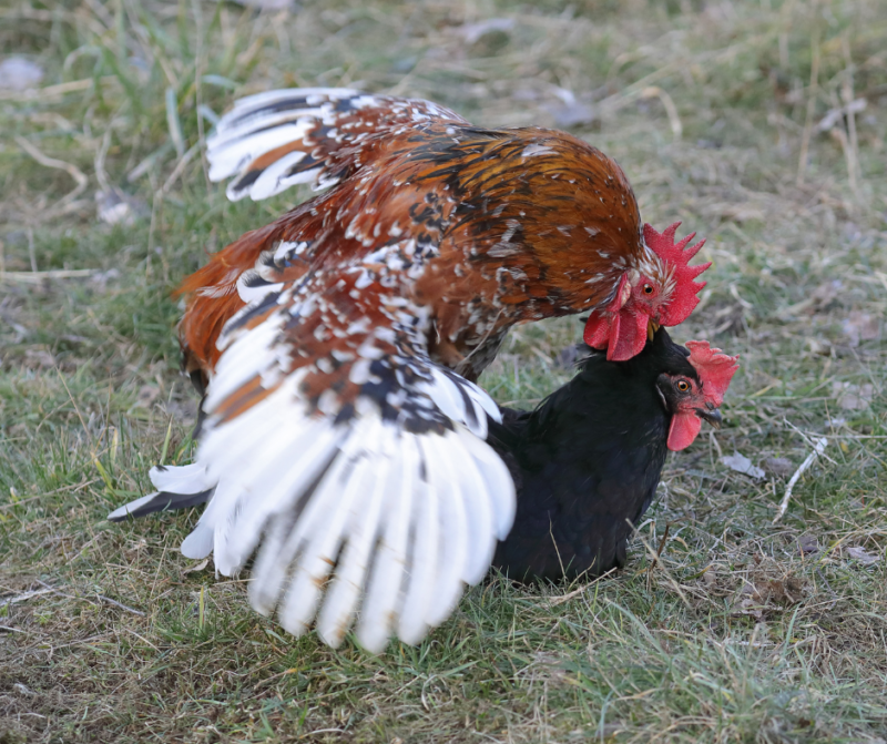 Rooster Spurs: How to Protect Hens from Damage - Hobby Farms