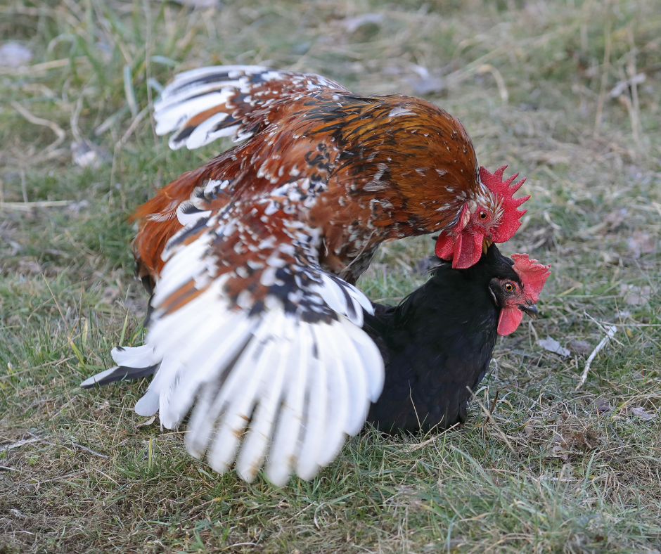 Rooster Spurs: How to Protect Hens from Damage - Hobby Farms