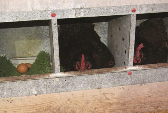 The Cause for Rotten Chicken Eggs - Hobby Farms