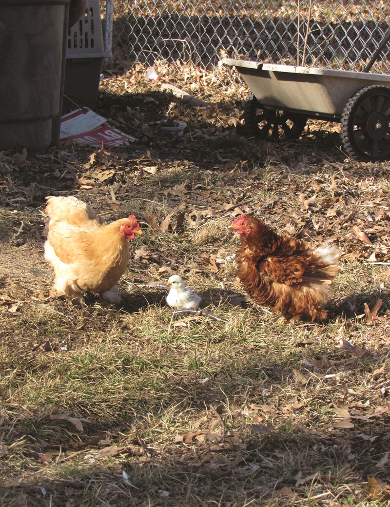 The Cause for Rotten Chicken Eggs - Hobby Farms