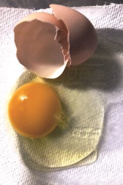 The Cause for Rotten Chicken Eggs - Hobby Farms