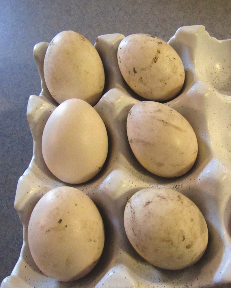 The Cause for Rotten Chicken Eggs - Hobby Farms