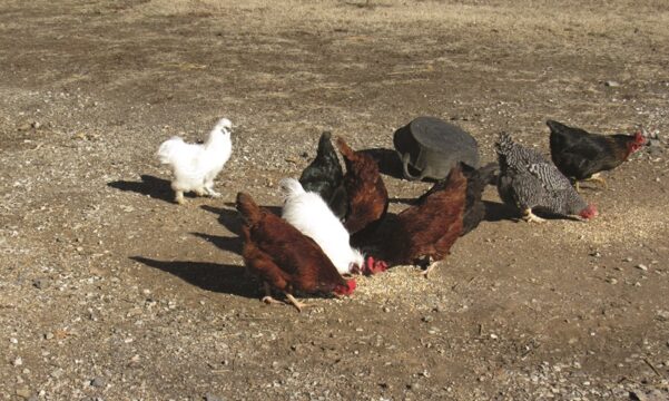 The Cause for Rotten Chicken Eggs - Hobby Farms