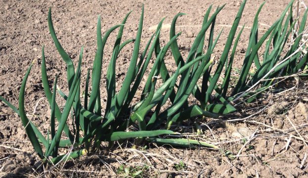 Grow An Overwintered Garden With These Crops - Hobby Farms