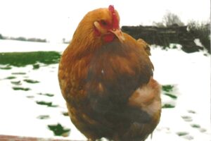 Scissor Beak in Chickens: What Is It & What To Do About It - Hobby Farms
