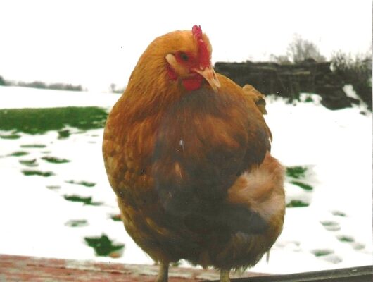 Scissor Beak in Chickens: What Is It & What To Do About It - Hobby Farms